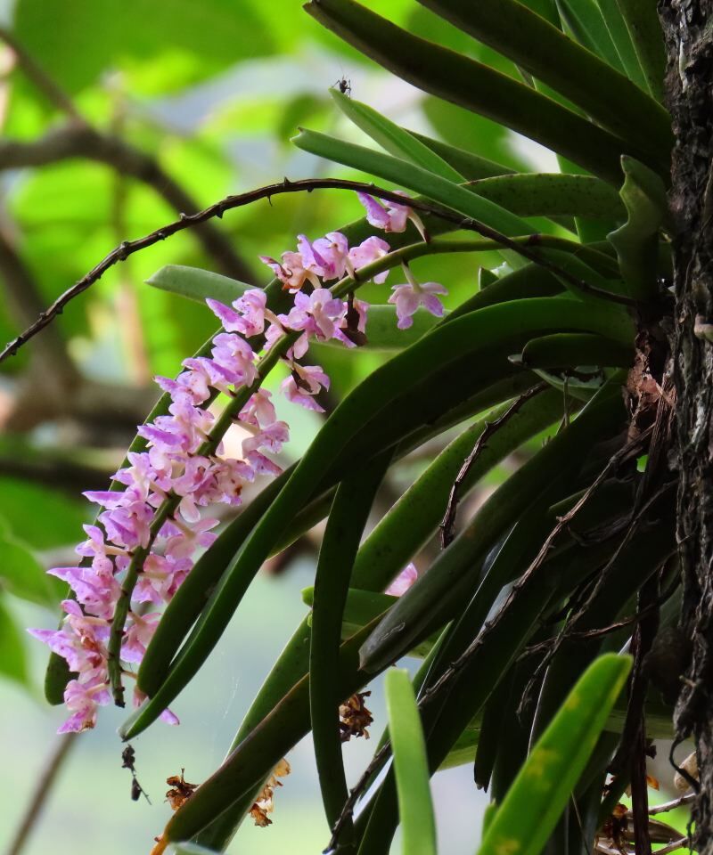 Nature at VILEEN Rishikesh – A Luxury Wellness Resort