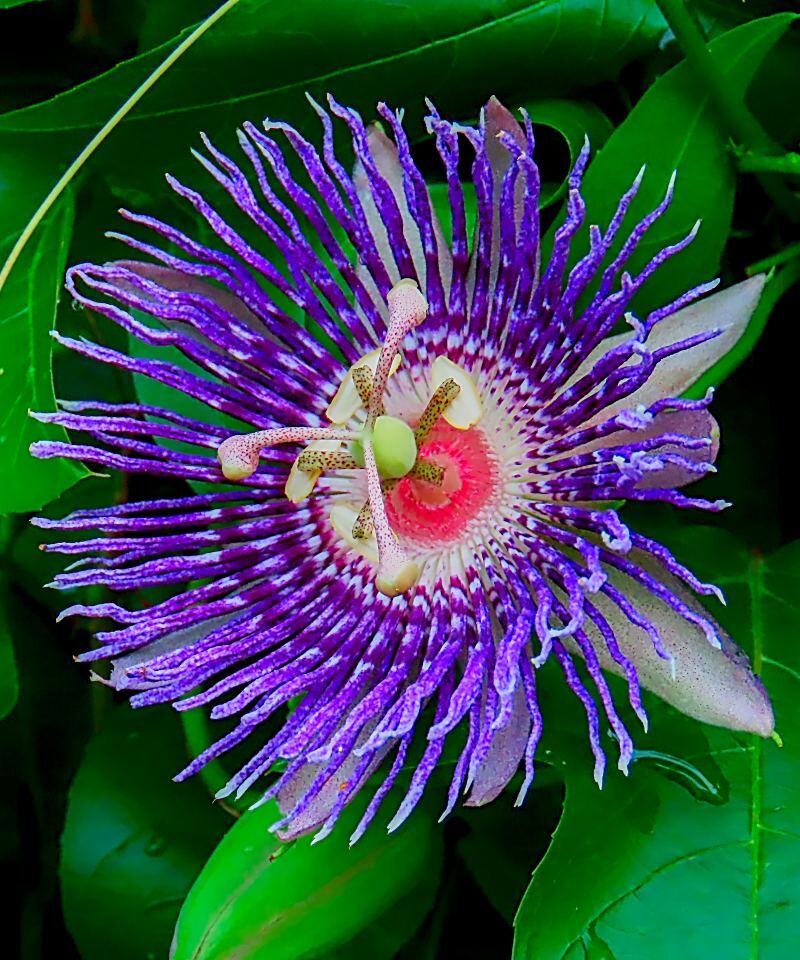 Nature at VILEEN Rishikesh – A Luxury Wellness Resort