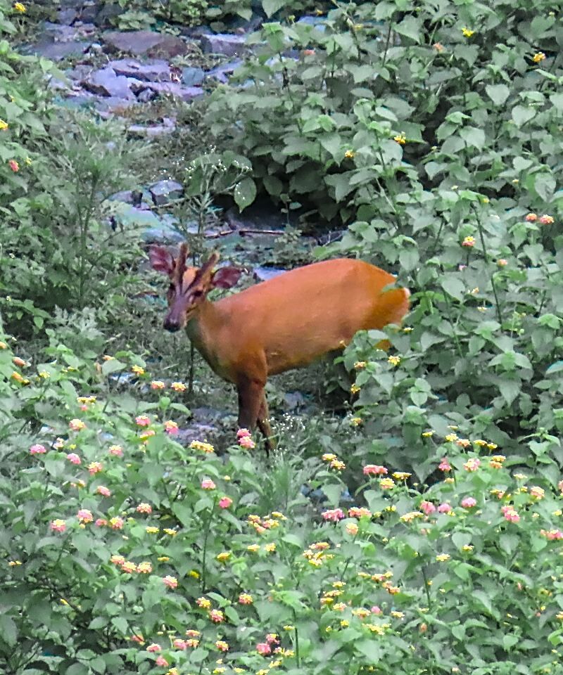 Nature at VILEEN Rishikesh – A Luxury Wellness Resort